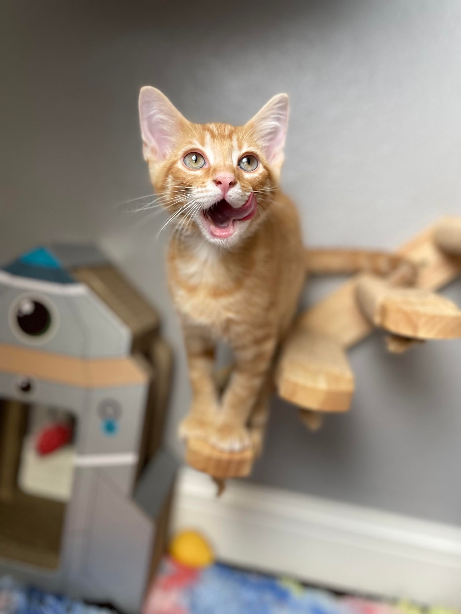 Cocky Cat Tees By Roxanne Ryan – roxanne-ryan